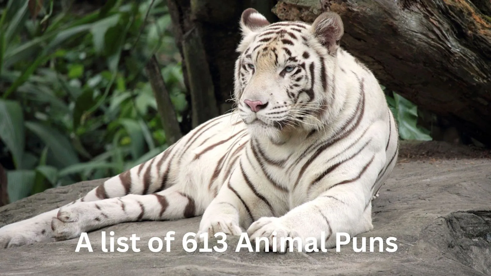 613+Animal Puns for Every Creature Lover